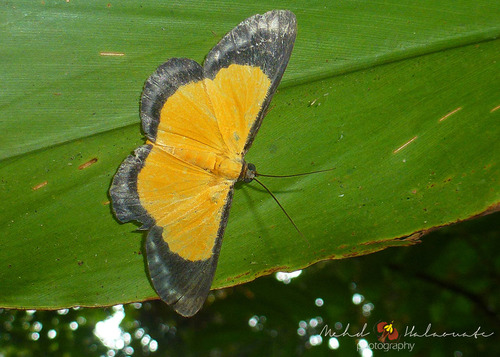 Craspedosis cyanoxantha · iNaturalist