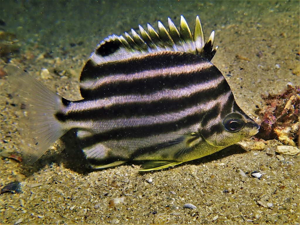 Stripey (Microcanthus strigatus) - Marine Life Identification