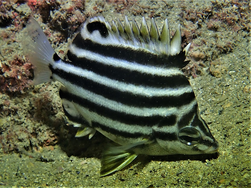Stripey (Microcanthus strigatus) - Marine Life Identification