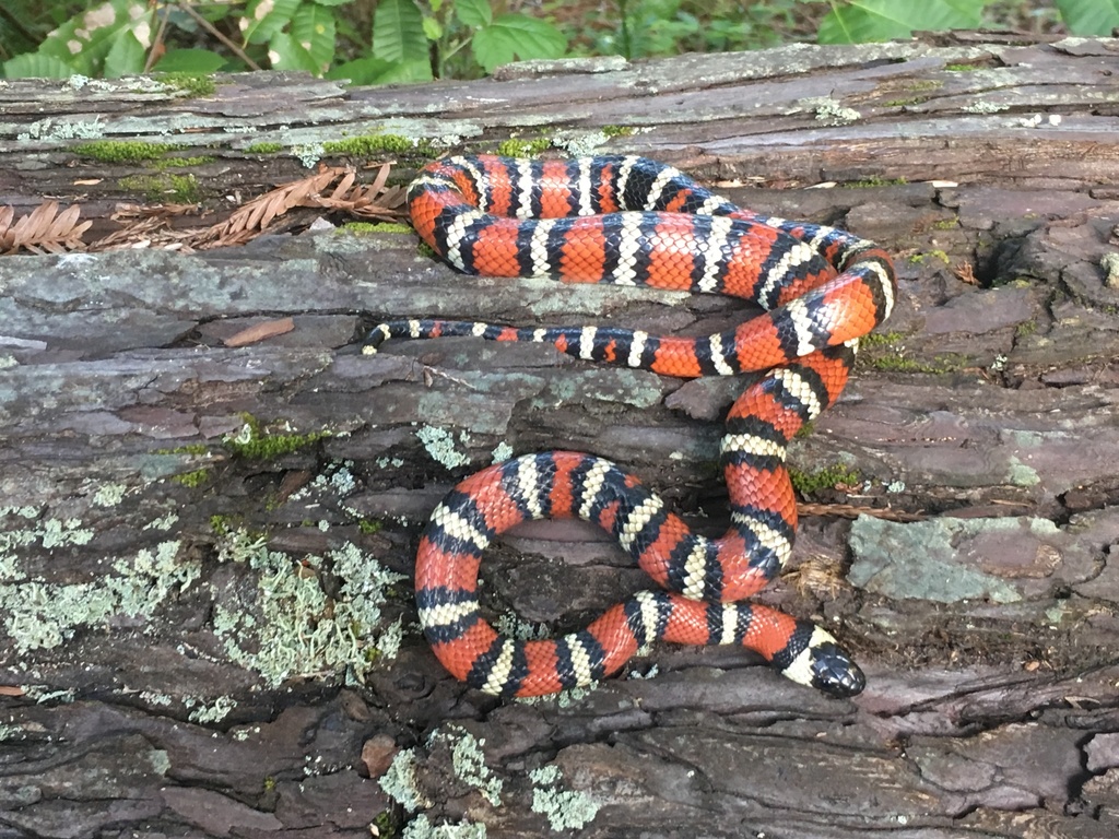 California Mountain Kingsnake in May 2019 by Benjamin German · iNaturalist