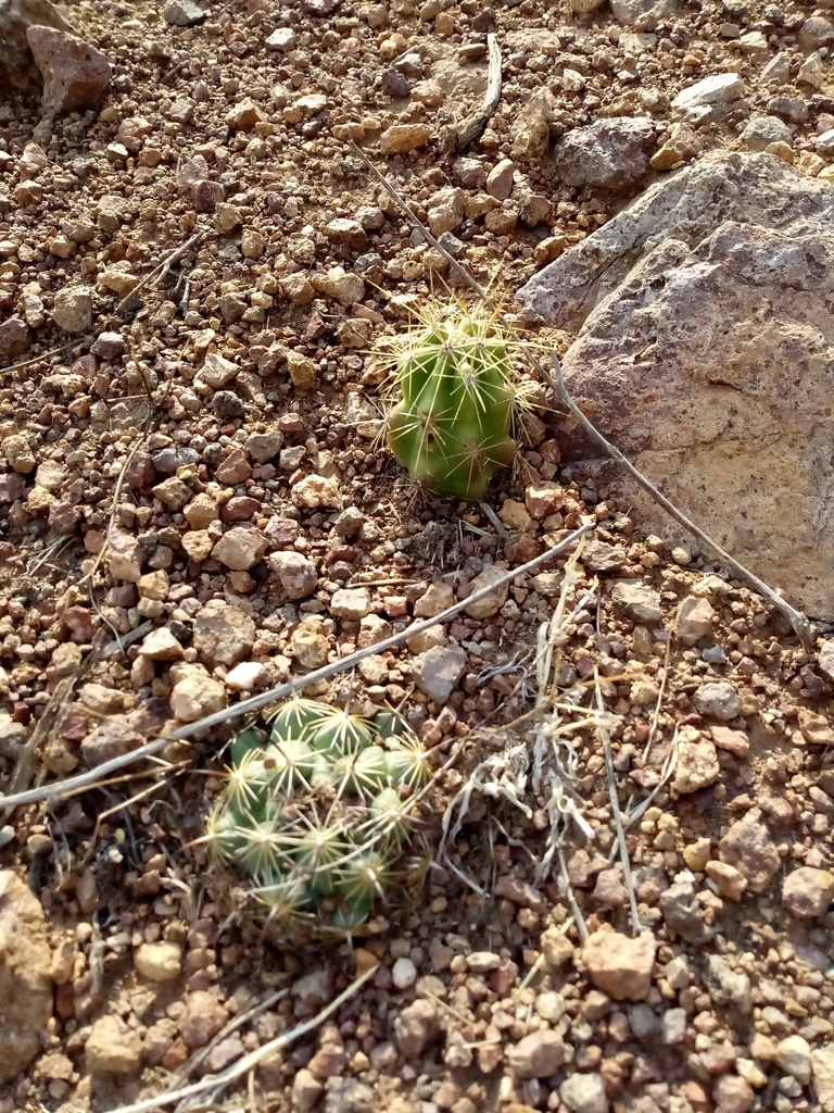 Coryphantha cornifera from Cruz del Cerrito, 42039 Pachuca de Soto, Hgo ...