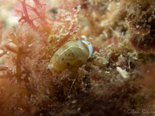 Subfamily Cystiscinae · iNaturalist