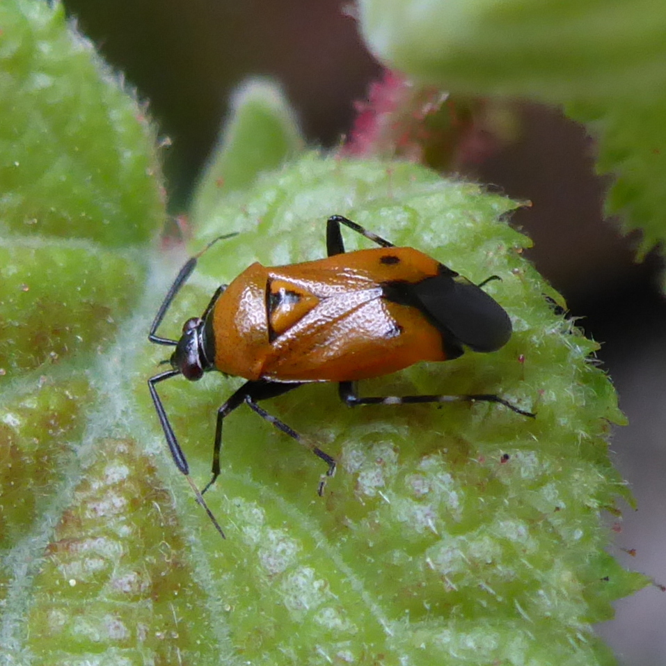Deraeocoris punctum (Madeira True Bugs) · iNaturalist
