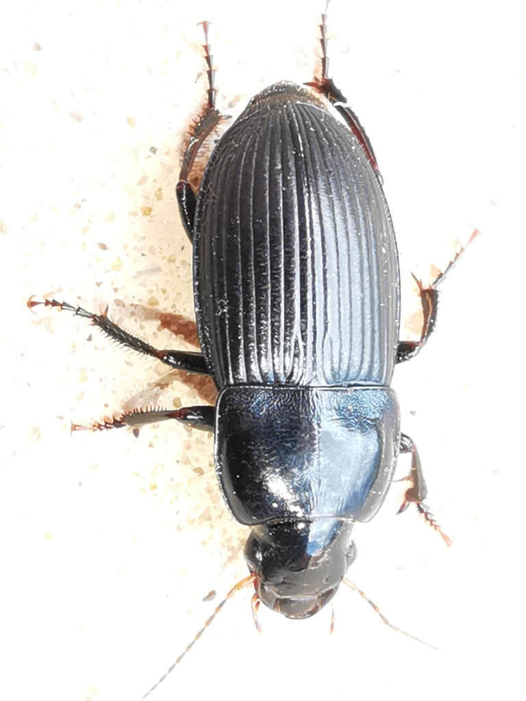 Harpalus dimidiatus from 06130 Grasse, France on May 15, 2020 at 02:09 ...