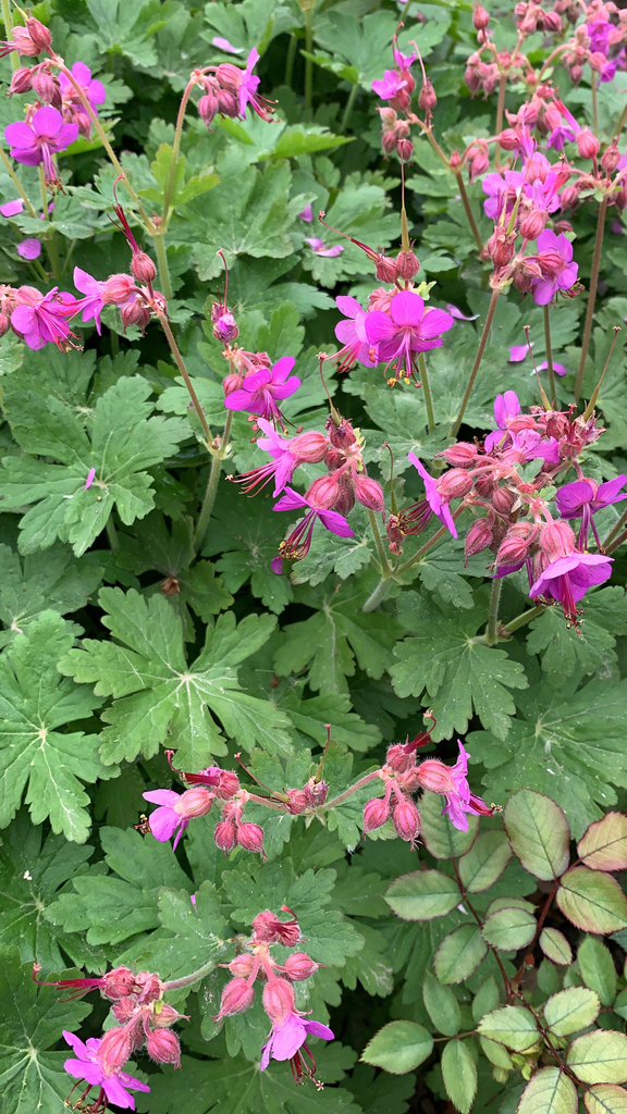 Rock Crane's-bill (Geranium Family of North America) · iNaturalist