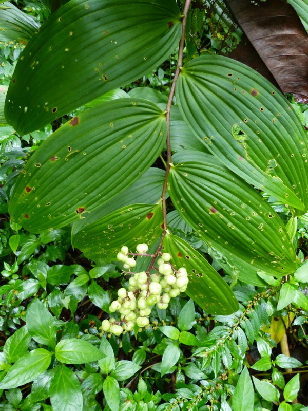 Maianthemum gigas from Bajo Mono, Los Naranjos, Panama on October 7 ...