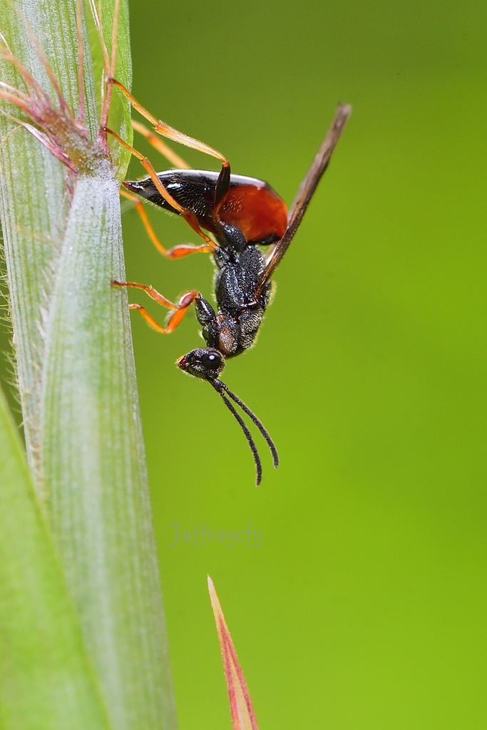 Aiolomorphus rhopaloides from 香港西貢 on May 13, 2020 at 09:04 AM by ...