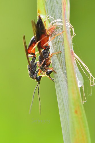 Aiolomorphus rhopaloides · iNaturalist Mexico
