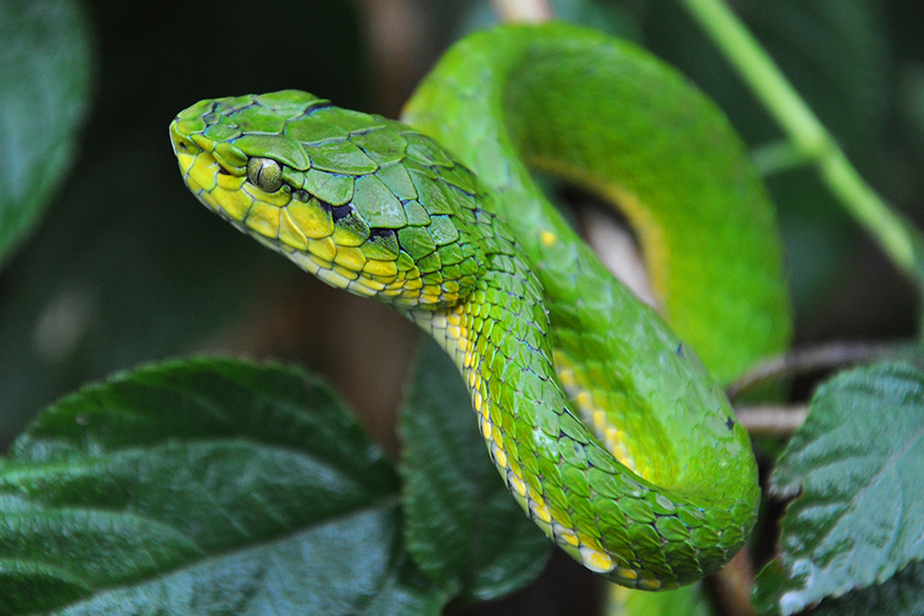 Large-scaled Pit Viper (Craspedocephalus macrolepis) - Snakes and Lizards