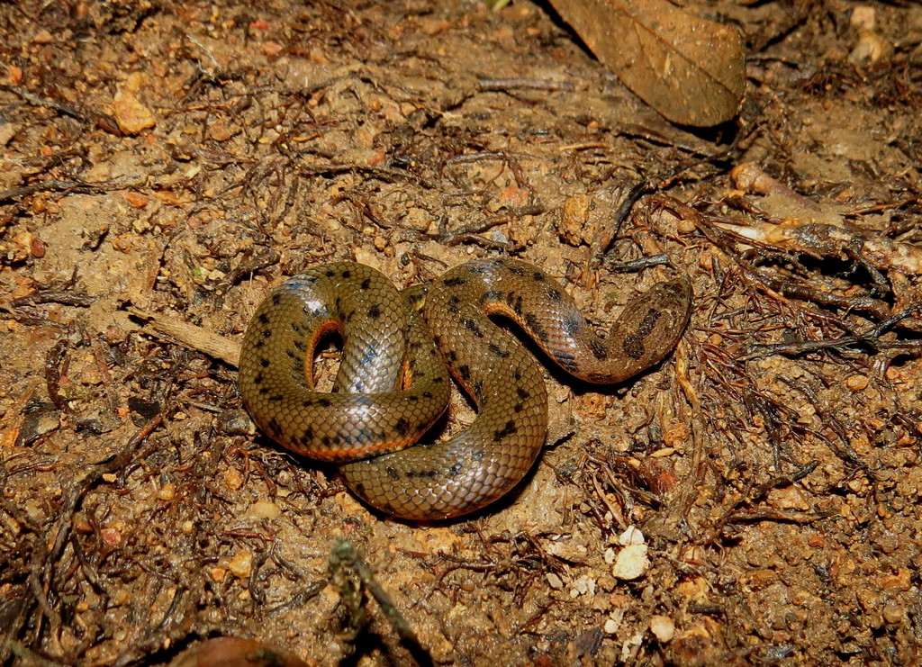 Chinese Water Snake from Pat Sin Leng, Hong Kong on September 17, 2013 ...