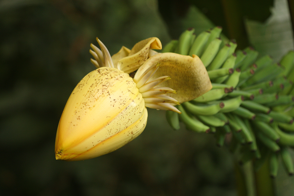 Banana Family (Musaceae) - Botanical Realm