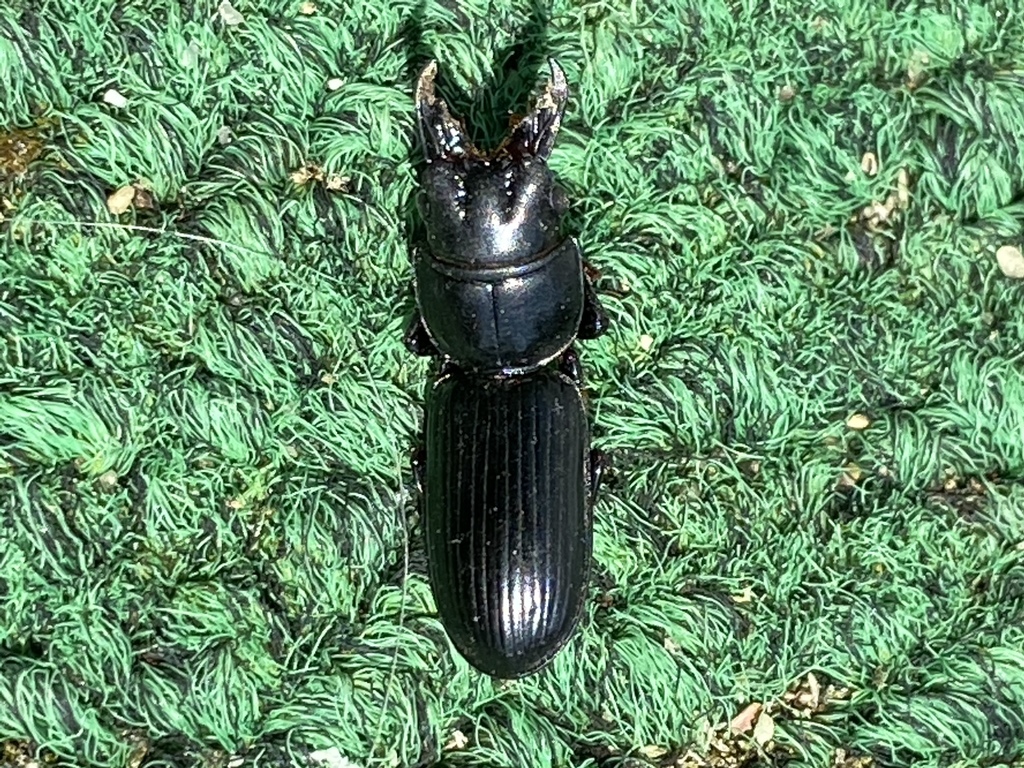 Scarites vicinus in May 2020 by Sequoia Janirella Wrens. Flagellomeres ...