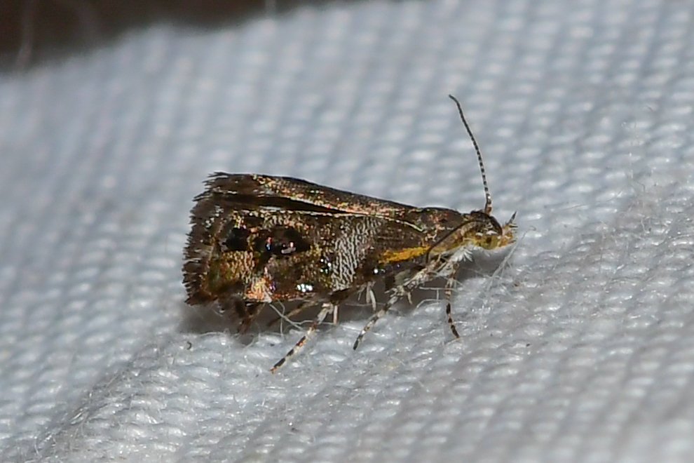 Tebenna from Caddo Parish, LA, USA on May 15, 2020 at 06:17 AM by Royal ...