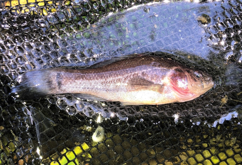 Pirate Perch from Scotland County, NC, USA on May 14, 2020 at 01:22 PM ...