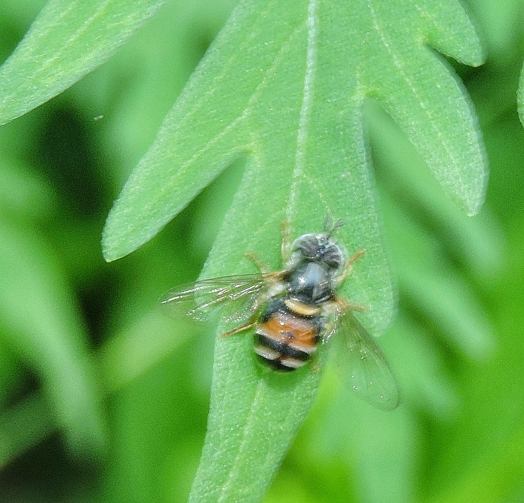 Paragus serratus from Durgapur on May 15, 2020 at 02:25 PM by Subhajit ...
