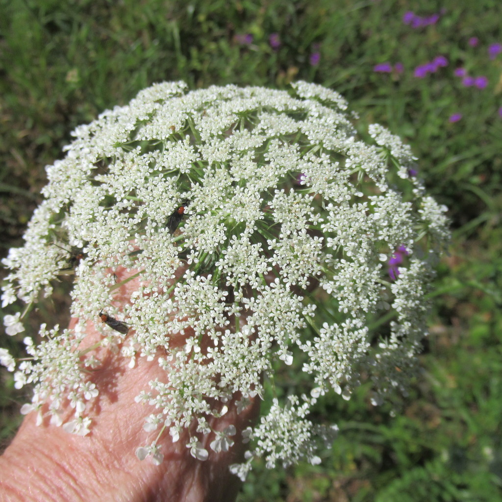 wild carrot from CR 2665, Polk County, TX, USA on April 26, 2020 at 10: ...