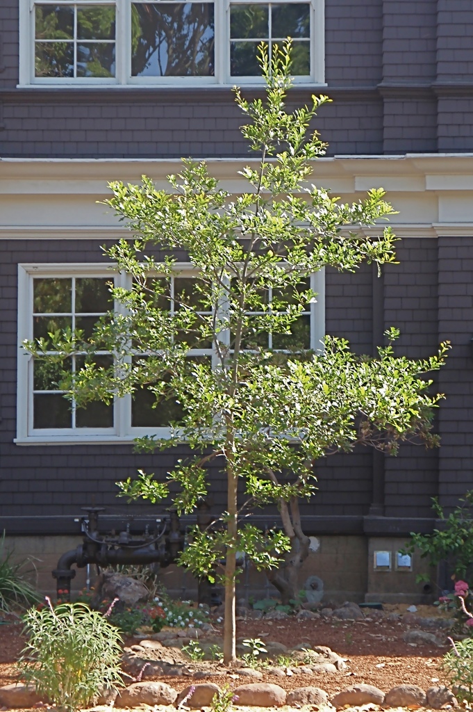 Compton Oak from Bryant Street, Professorville, Palo Alto, CA 94301 ...
