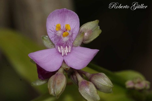 Tripogandra diuretica · iNaturalist