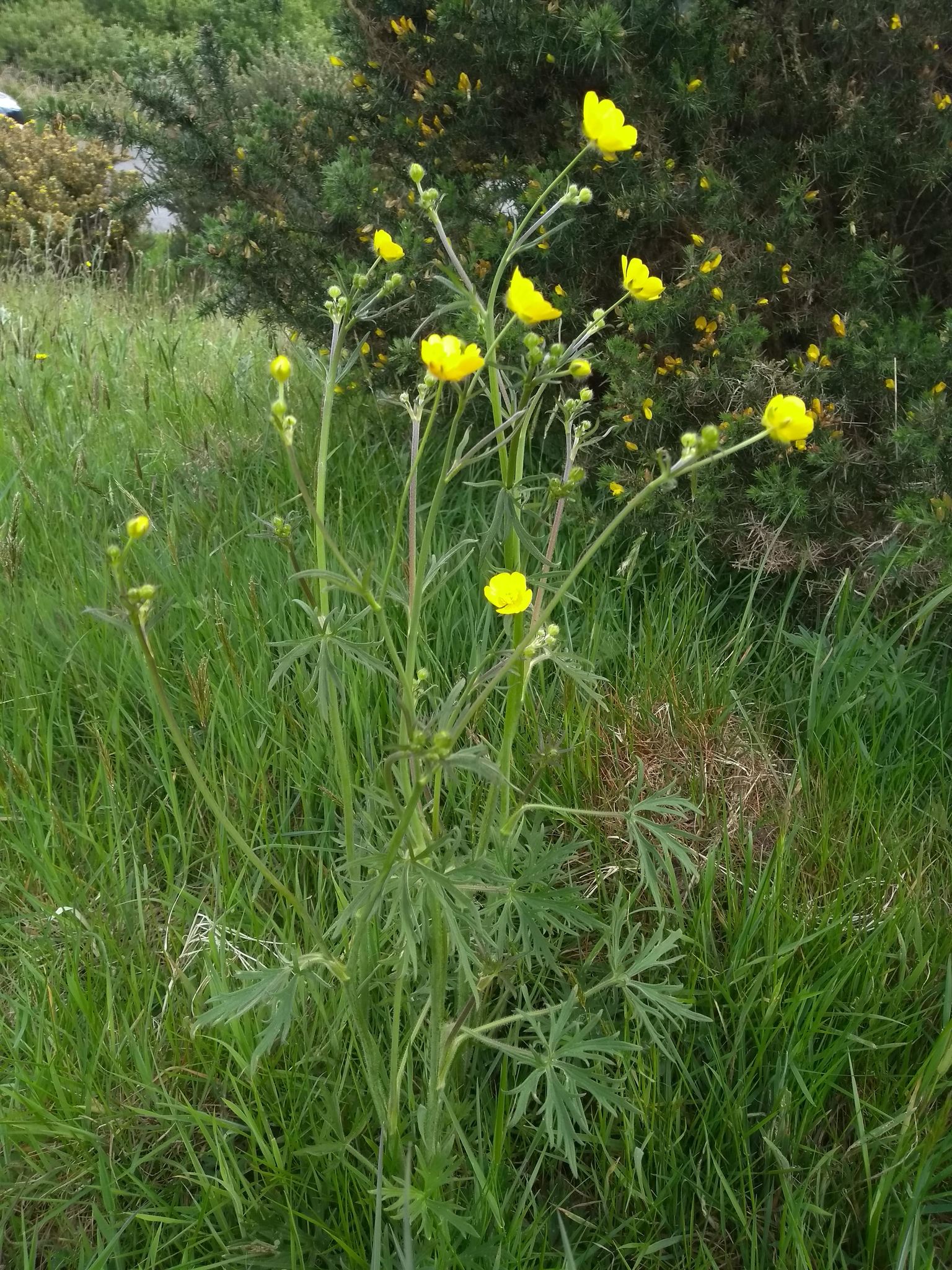 Meadow Buttercup Leaves