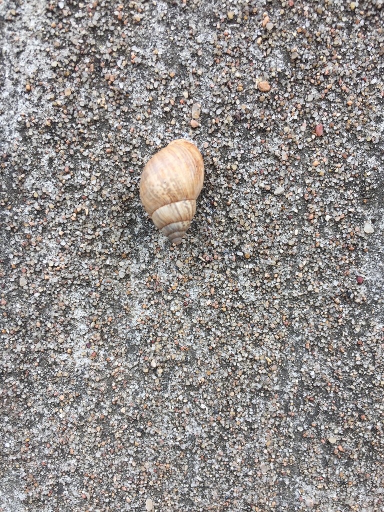 Rabdotus from Lost Oasis Hollow, Austin, TX, US on May 15, 2020 at 04: ...