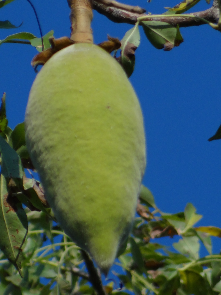 African baobab (Adansonia digitata) - Botanical Realm