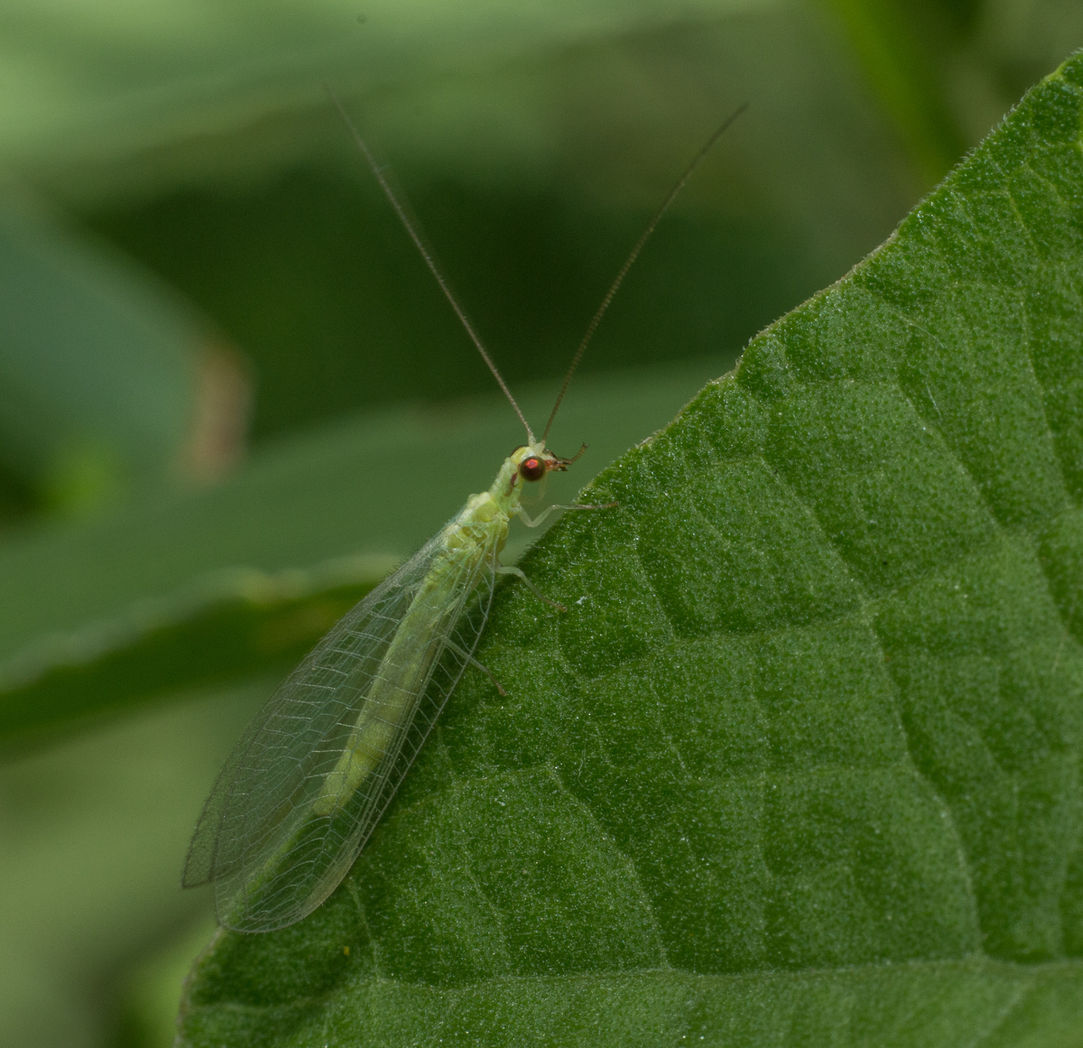 Chrysoperla externa (Hagen, 1861)