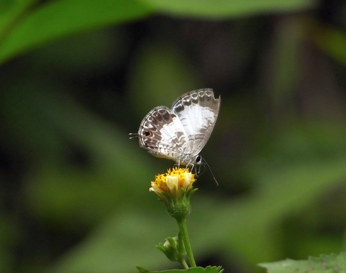Transparent 6-line Blue (Lepidoptera of the Sunshine Coast) · iNaturalist