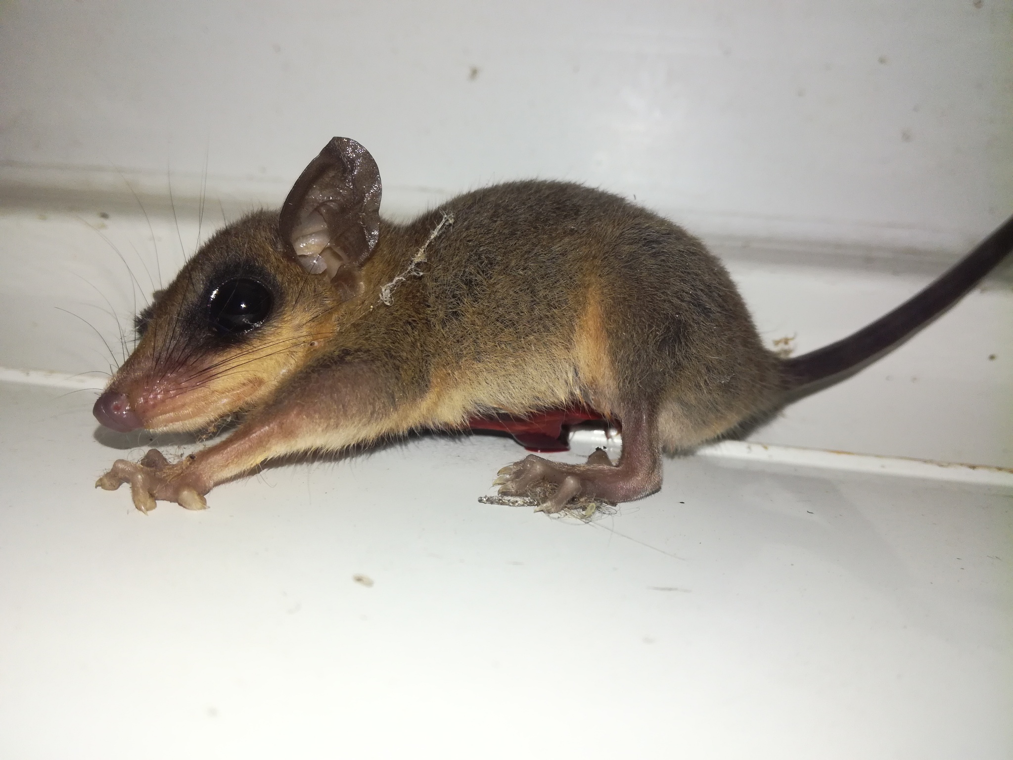 Marmosa murina (Linnaeus, 1758)