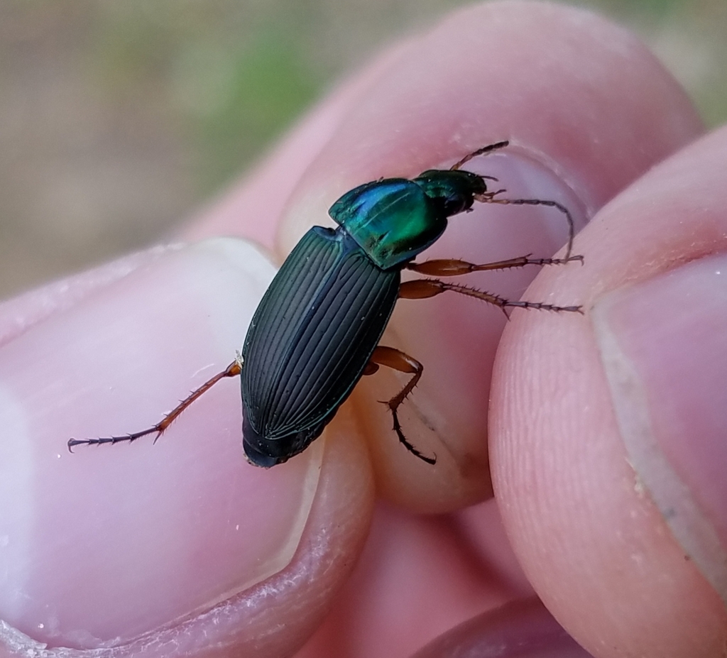 Woodland Ground Beetle in May 2020 by Jesse C. · iNaturalist