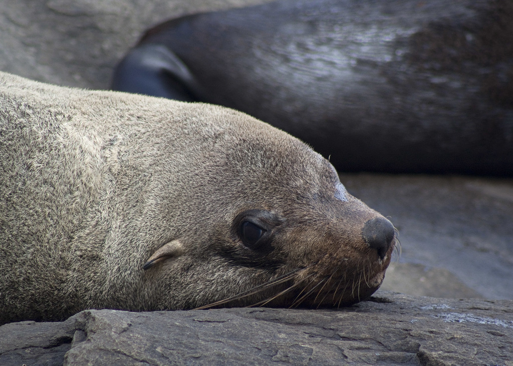 Australian Fur Seal (Arctocephalus pusillus doriferus) - Know Your Mammals
