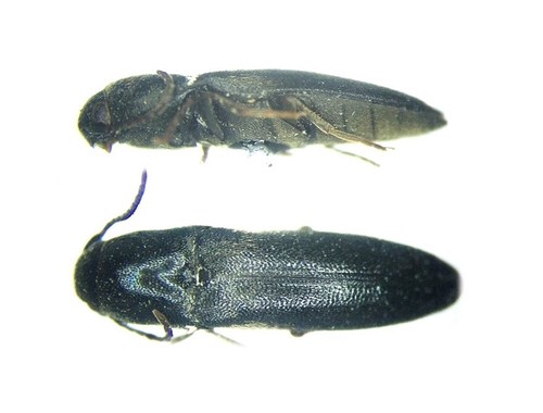 Cylindrical-necked False Click Beetle (Dromaeolus cylindricollis ...