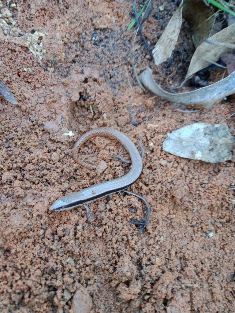 South-eastern Slider from Spring Gully VIC 3550, Australia on May 16 ...