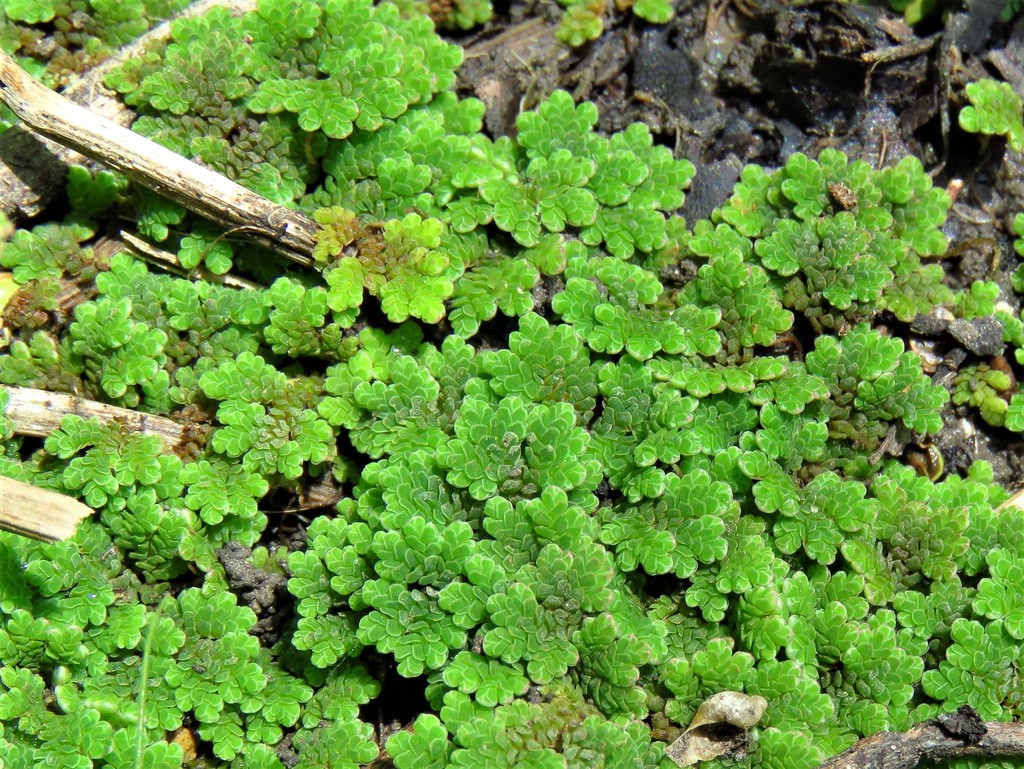 Mosquito Ferns (Azolla) - Botanical Realm