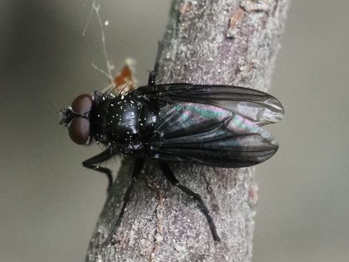 Genus Morinia · iNaturalist United Kingdom