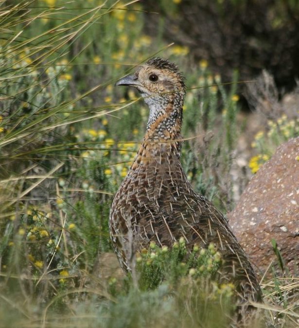 Grey-winged Francolin (Birds of South Africa) · iNaturalist Mexico