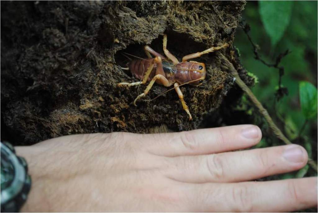 Malaysian giant cricket from Sumatra on April 16, 2011 by Barna Takats ...