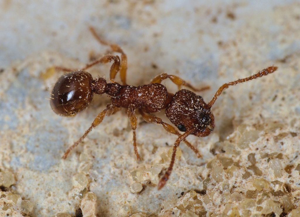 Scabrous Ant from Namur, Wallonie, Belgium on May 14, 2020 at 08:39 PM ...