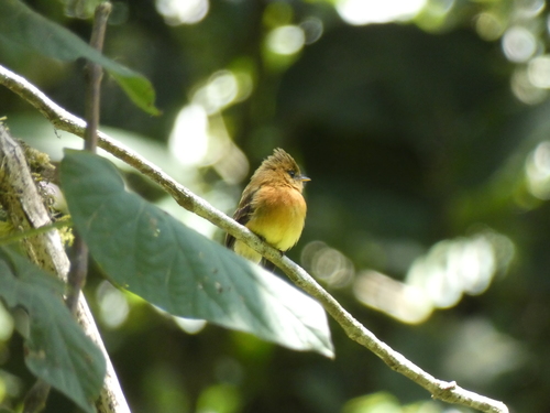 Tufted Flycatcher (Costa Rican) (Subspecies Mitrephanes phaeocercus ...