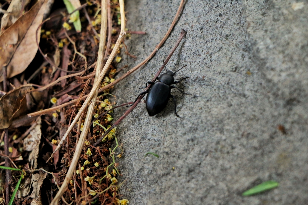 Steneleodes from Centro on May 13, 2020 at 05:54 PM by Mitzi Duran ...