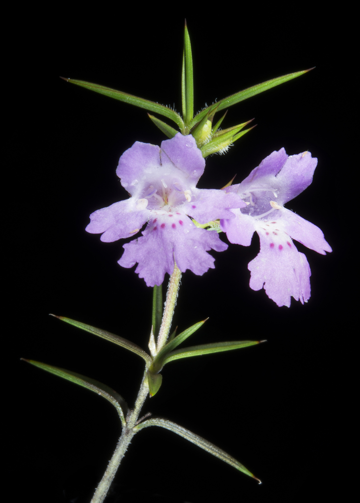 mint family (Lamiaceae) - Botanical Realm