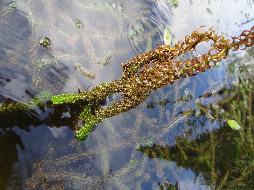 Curly Waterweed (Invasive Exotic Plants of North Carolina) · iNaturalist