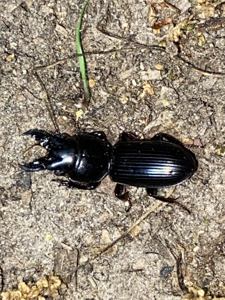 Big-headed Ground Beetle from Reprise Ct, Vienna, VA, US on May 15 ...