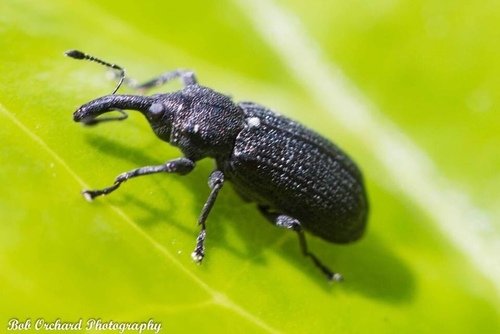 Magdalis gracilis · NaturaLista Colombia