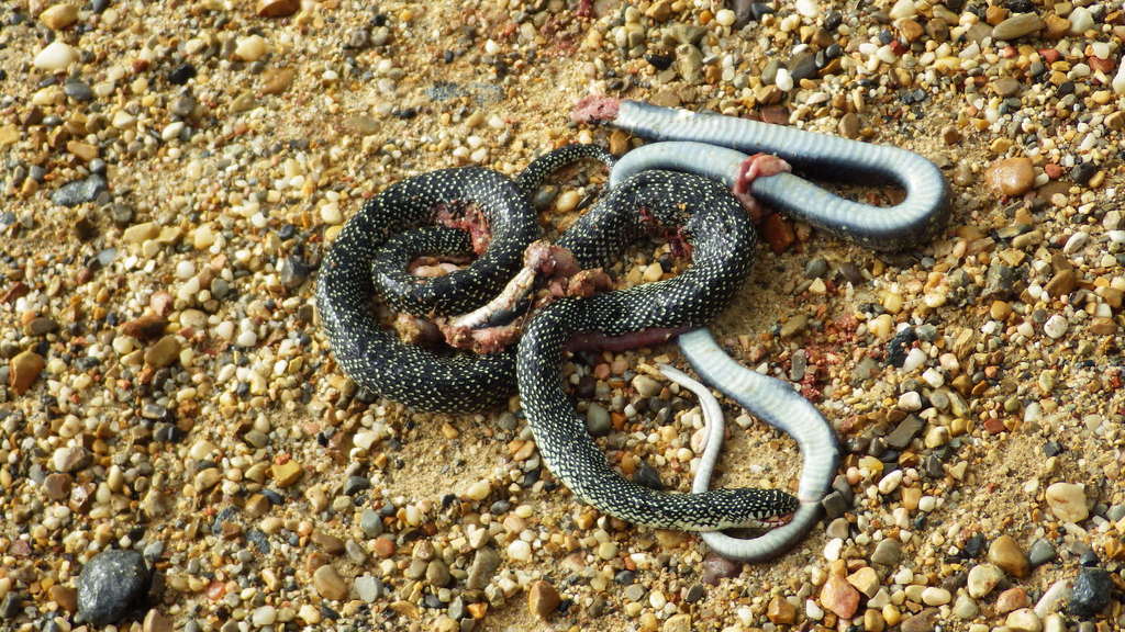 Speckled Kingsnake from Union, Arkansas, United States on May 13, 2020 ...