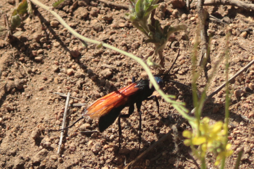 Thisbe's Tarantula-hawk Wasp from Valley View Truck Trail, El Cajon, CA ...