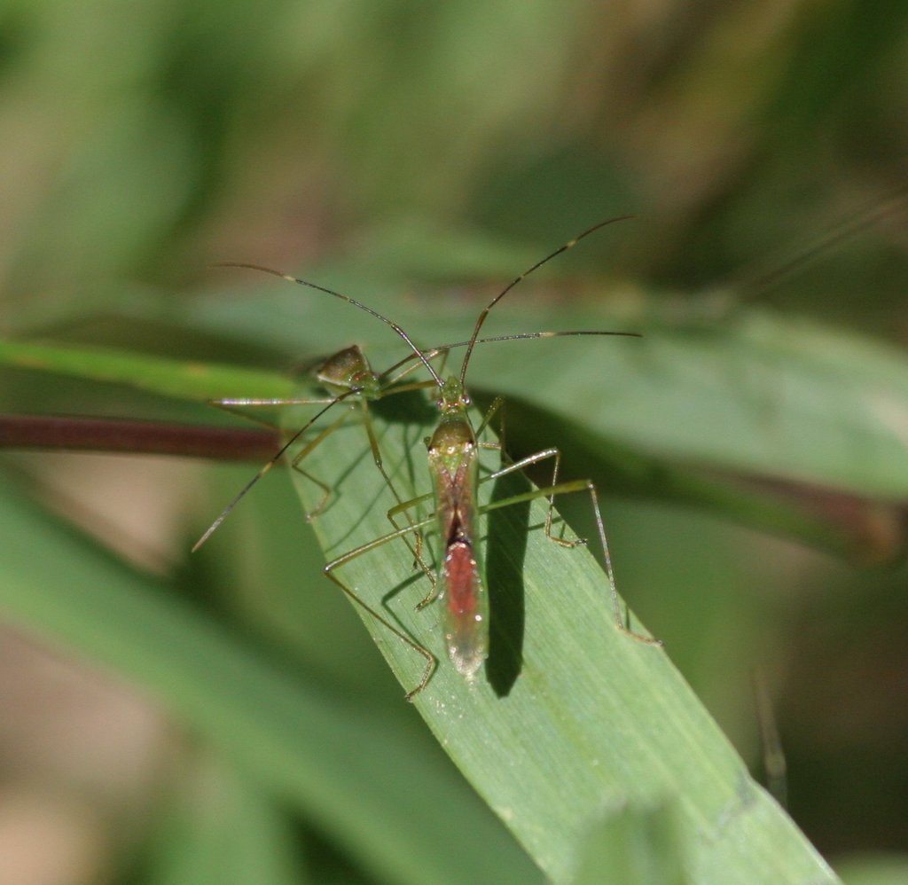 Paddy Bug from Hope Vale QLD 4895, Australia on August 5, 2009 by ...