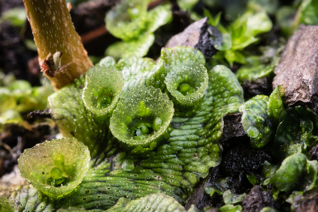 Common Liverwort from Frankston South VIC 3199, Australia on May 14 ...