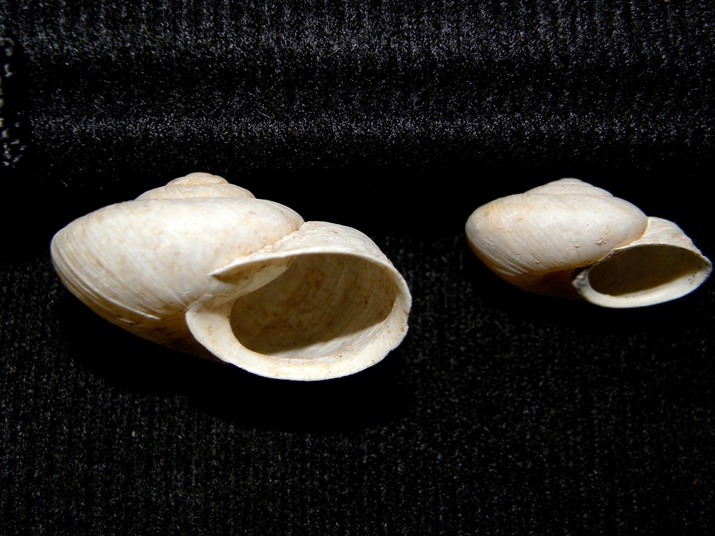 Pseudocampylaea portosanctanae (Madeira Snails) · iNaturalist