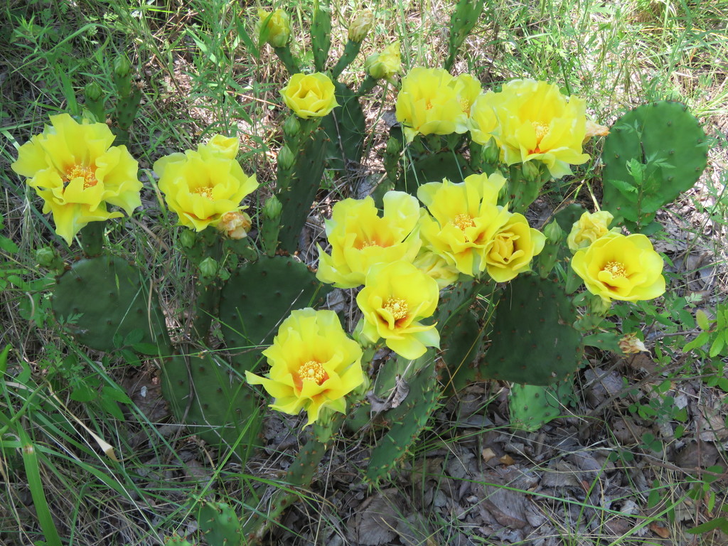 prairie pricklypear from LLELA Nature Preserve, Lewisville, TX on May ...