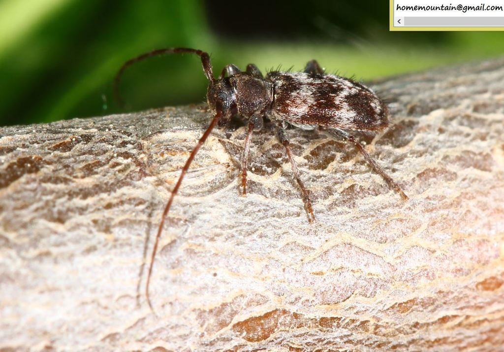 Exocentrus beijingensis from Wuling Mountain on May 14, 2020 at 08:50 ...